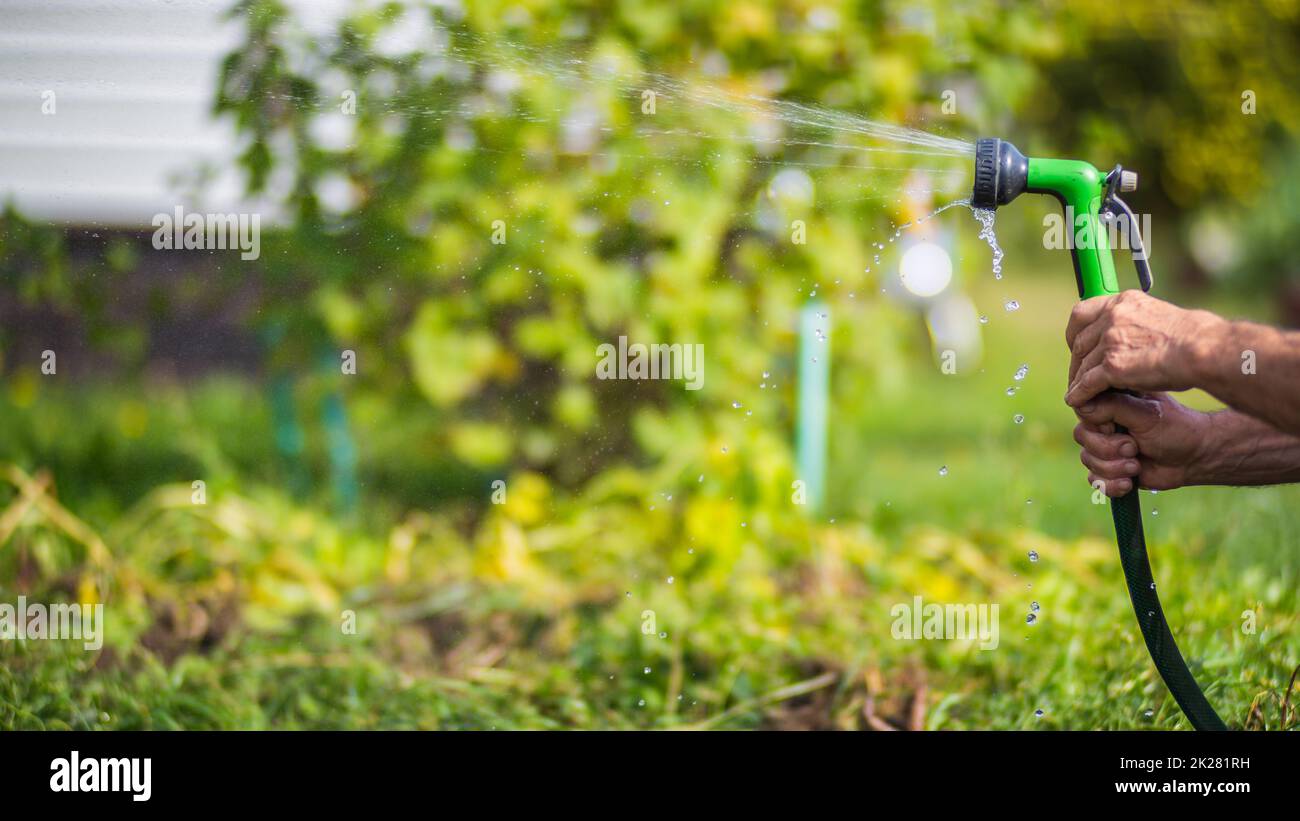 Farmer's hand with garden hose and gun nozzle watering vegetable plants ...