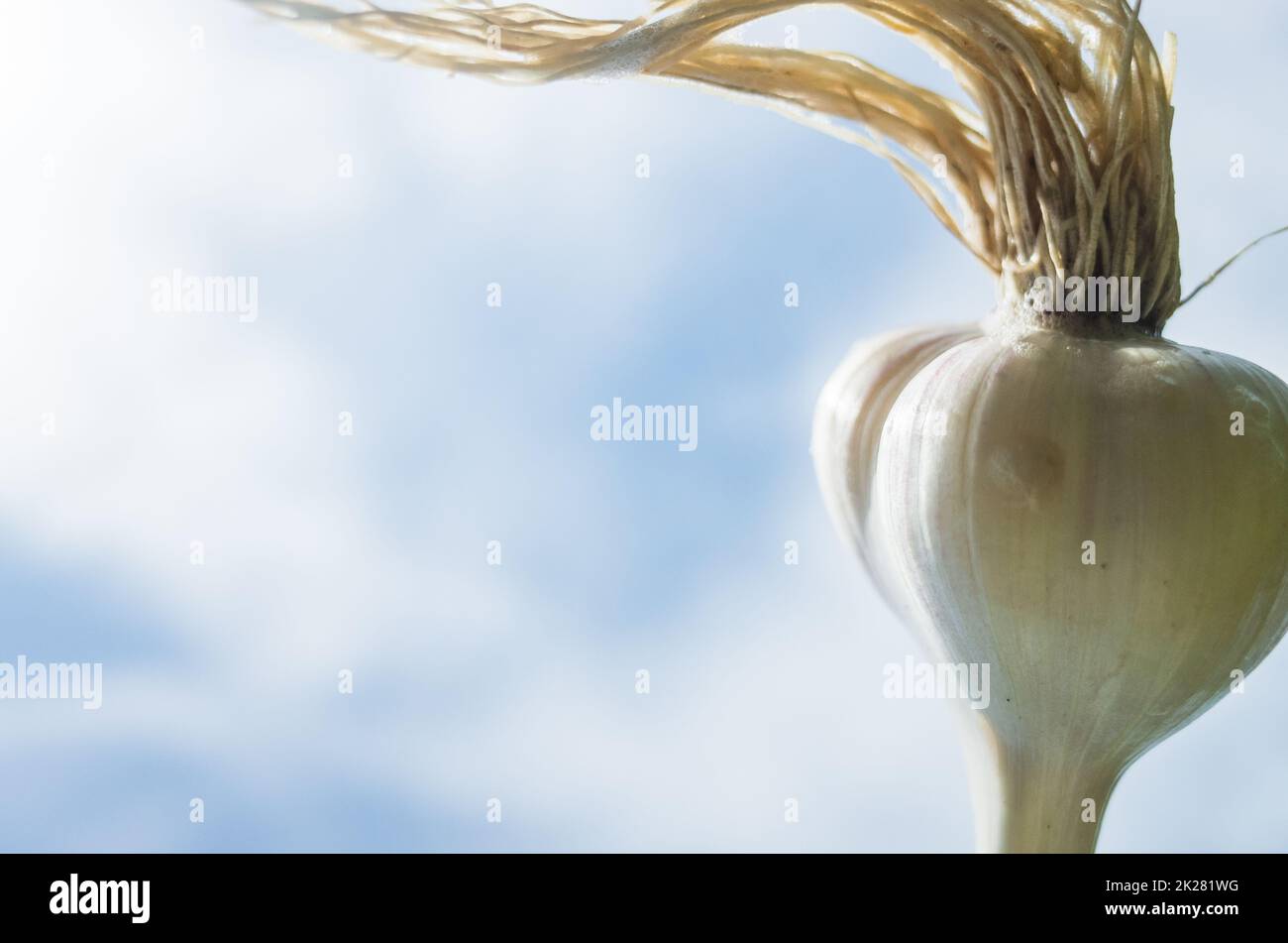 Soapy foamy hair on the head. Garlic in the form of a human head with ...