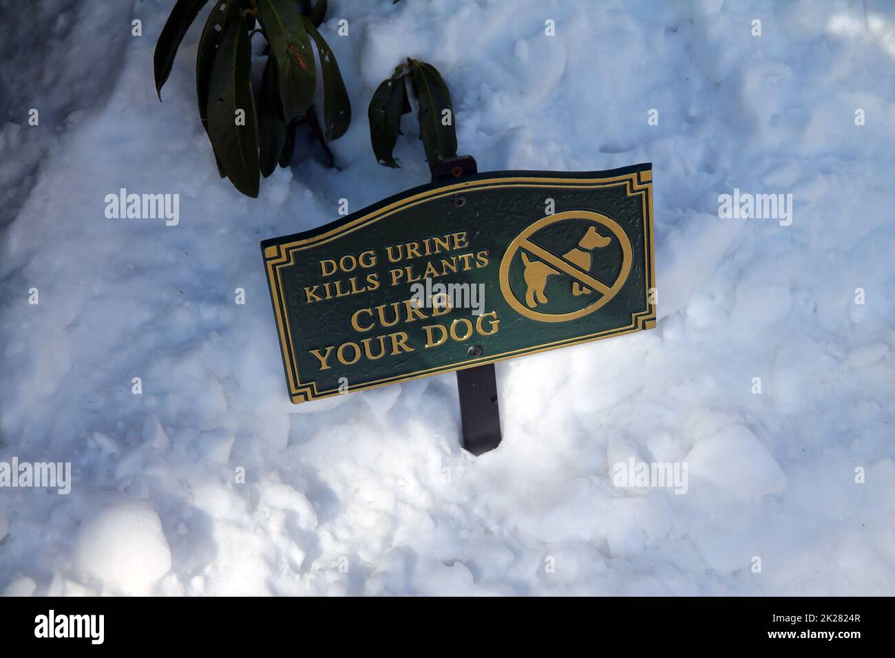 Dog urine kills plants, curb your dog green sign in the snow Stock ...