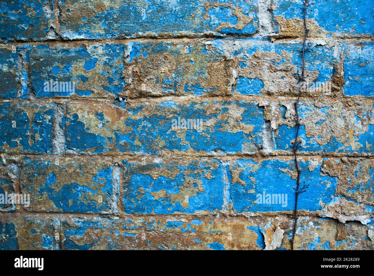 Blue old brick wall with vine and dry eyelids Stock Photo - Alamy