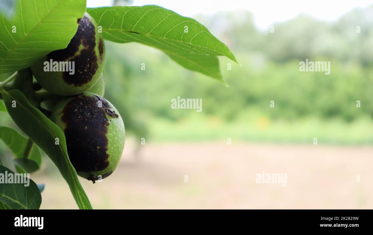 Two unripe walnuts with bacteriosis disease with black spots on a tree ...