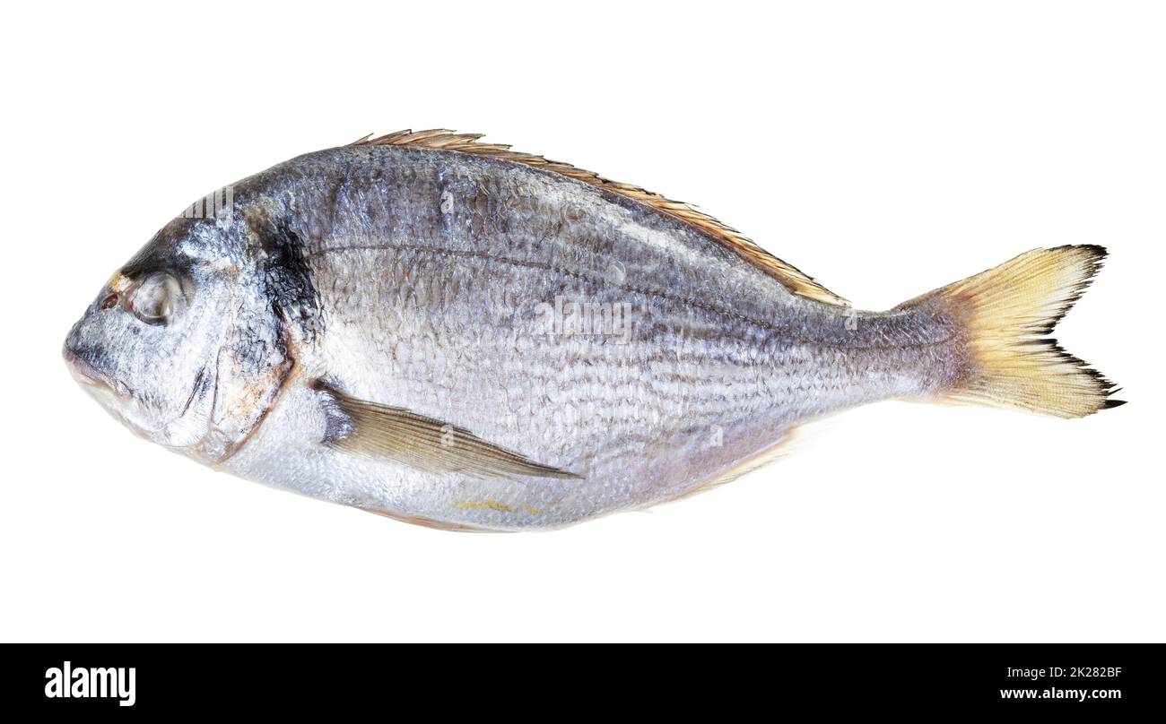 frozen whole orata fish isolated on white Stock Photo - Alamy