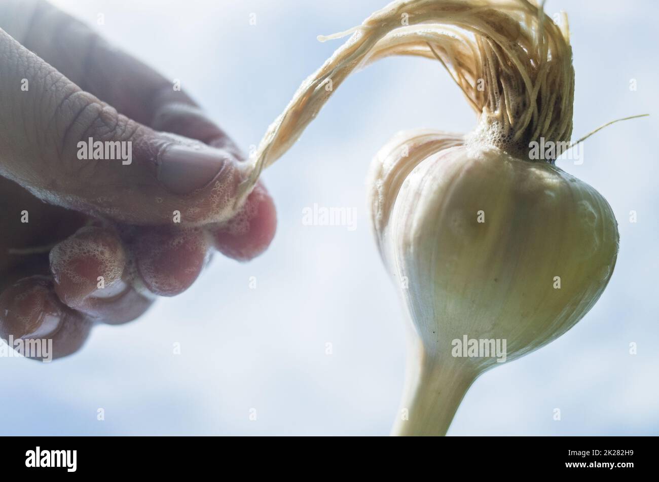 Soapy foamy hair on the head. Garlic in the form of a human head with ...