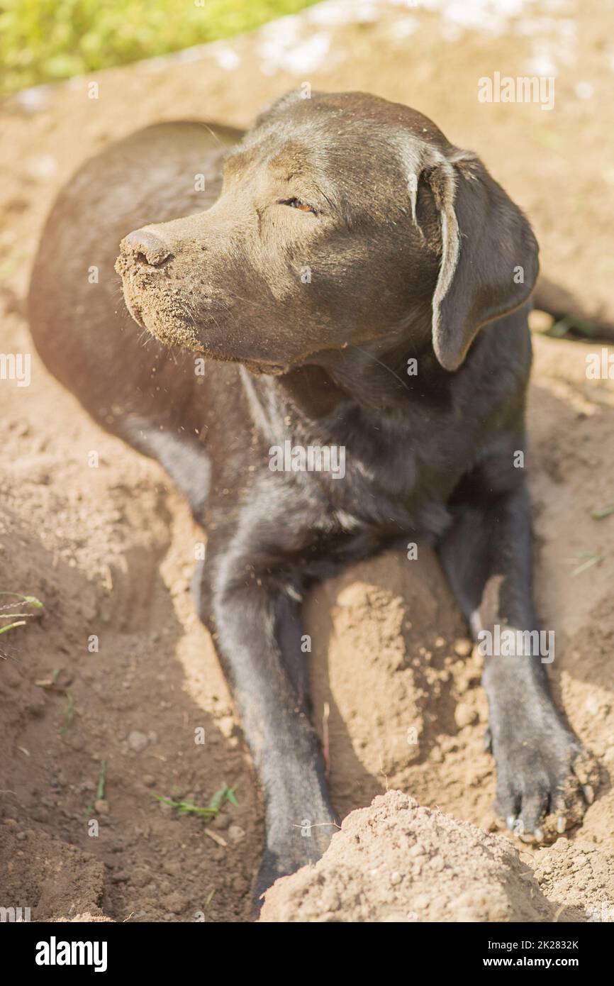 The dog is dirty. A dog of the Labrador retriever breed digs the ground ...