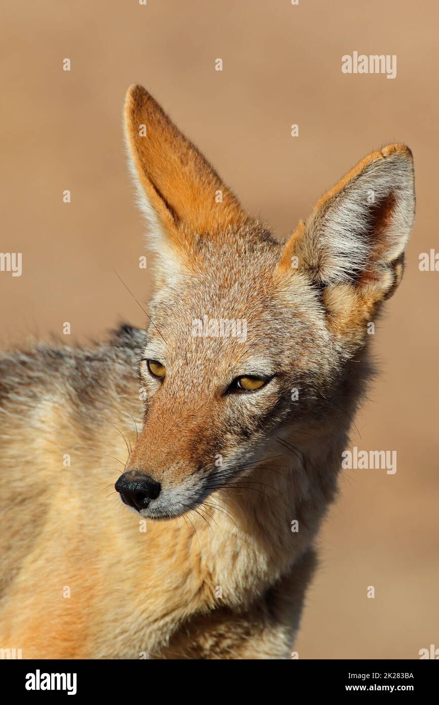 Black-backed jackal portrait Stock Photo - Alamy