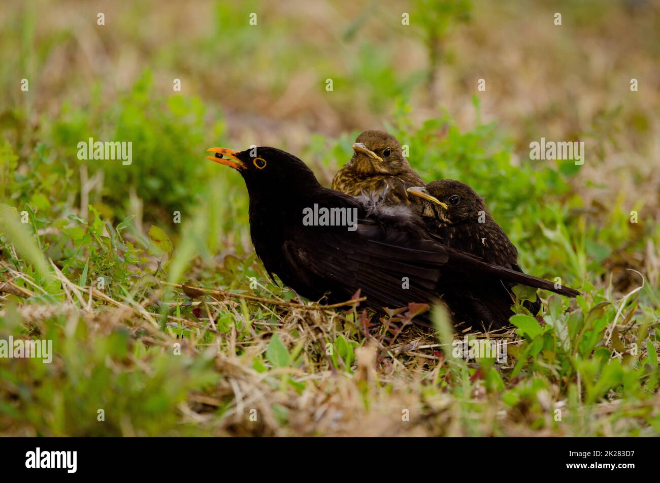 Common blackbirds Turdus merula cabrerae Stock Photo - Alamy