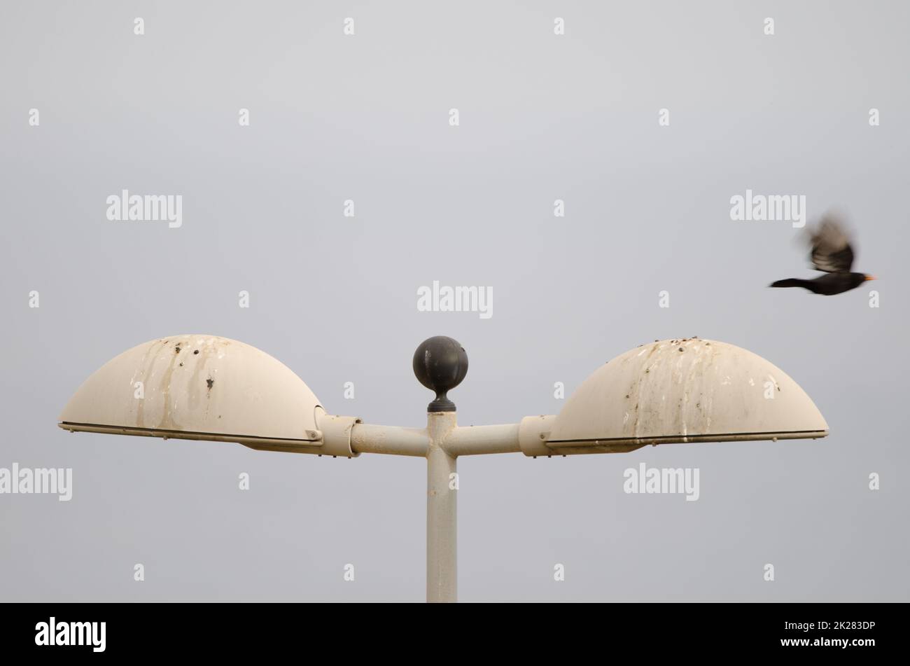 Common blackbird taking flight from a streetlight Stock Photo - Alamy