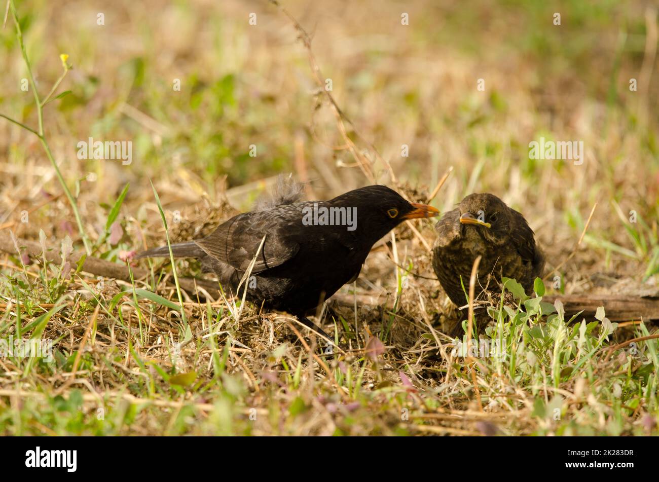 Common blackbirds Turdus merula cabrerae Stock Photo - Alamy