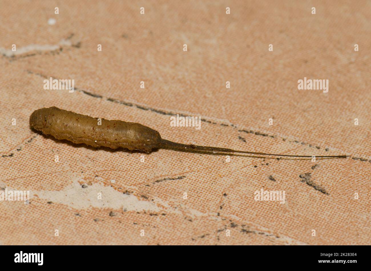 Rat-tailed maggot seeking a suitable place to pupate Stock Photo - Alamy