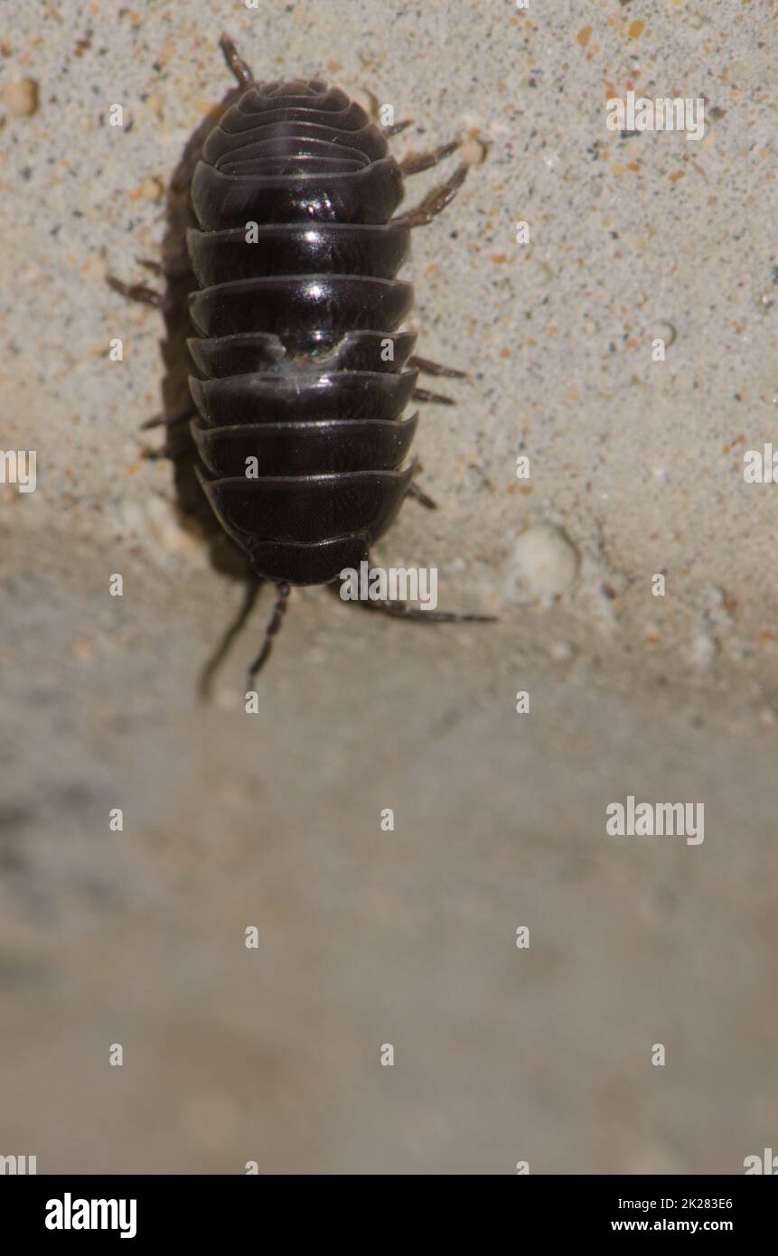 Top view of a common pill-bug Stock Photo - Alamy