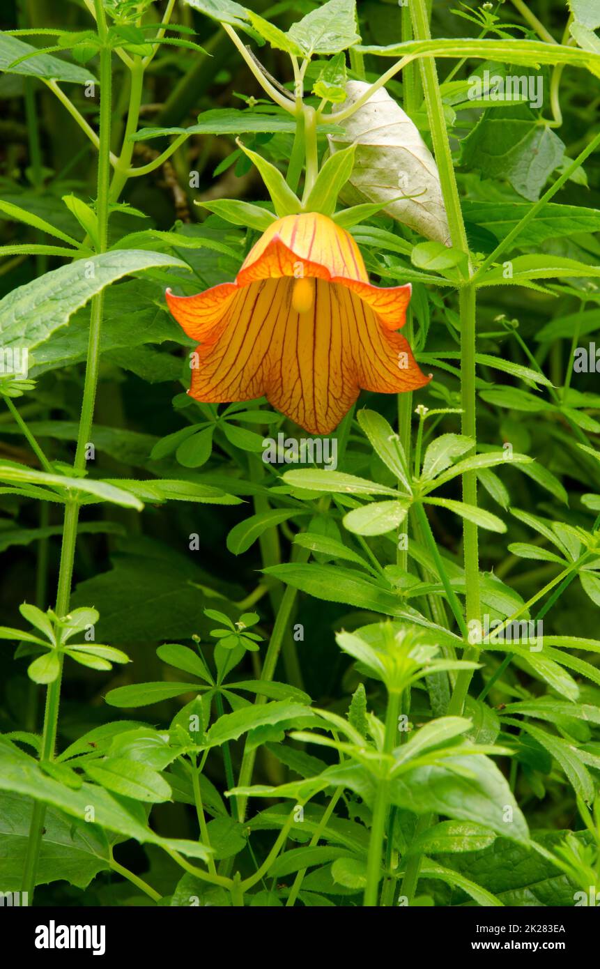 Flower of Canary Island bellflower Stock Photo - Alamy