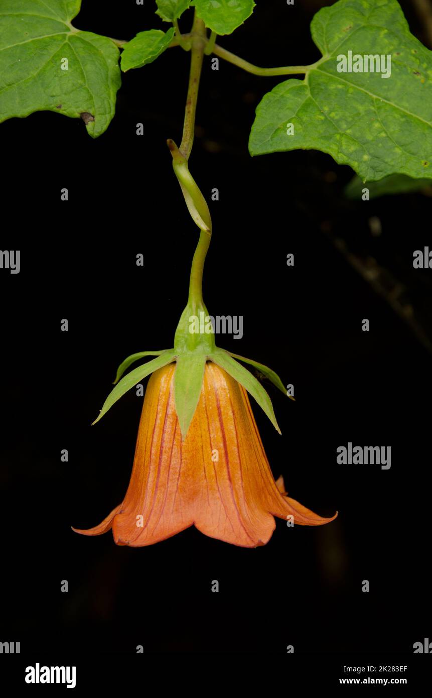 Canary bellflower canarina canariensis hi-res stock photography and ...