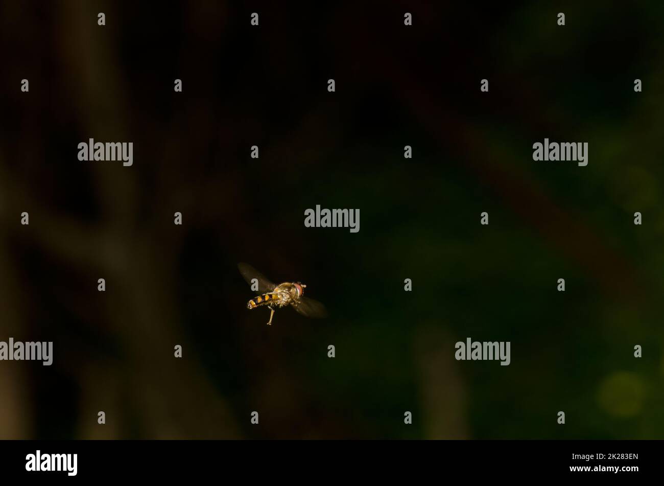 Hovering insects hi-res stock photography and images - Alamy
