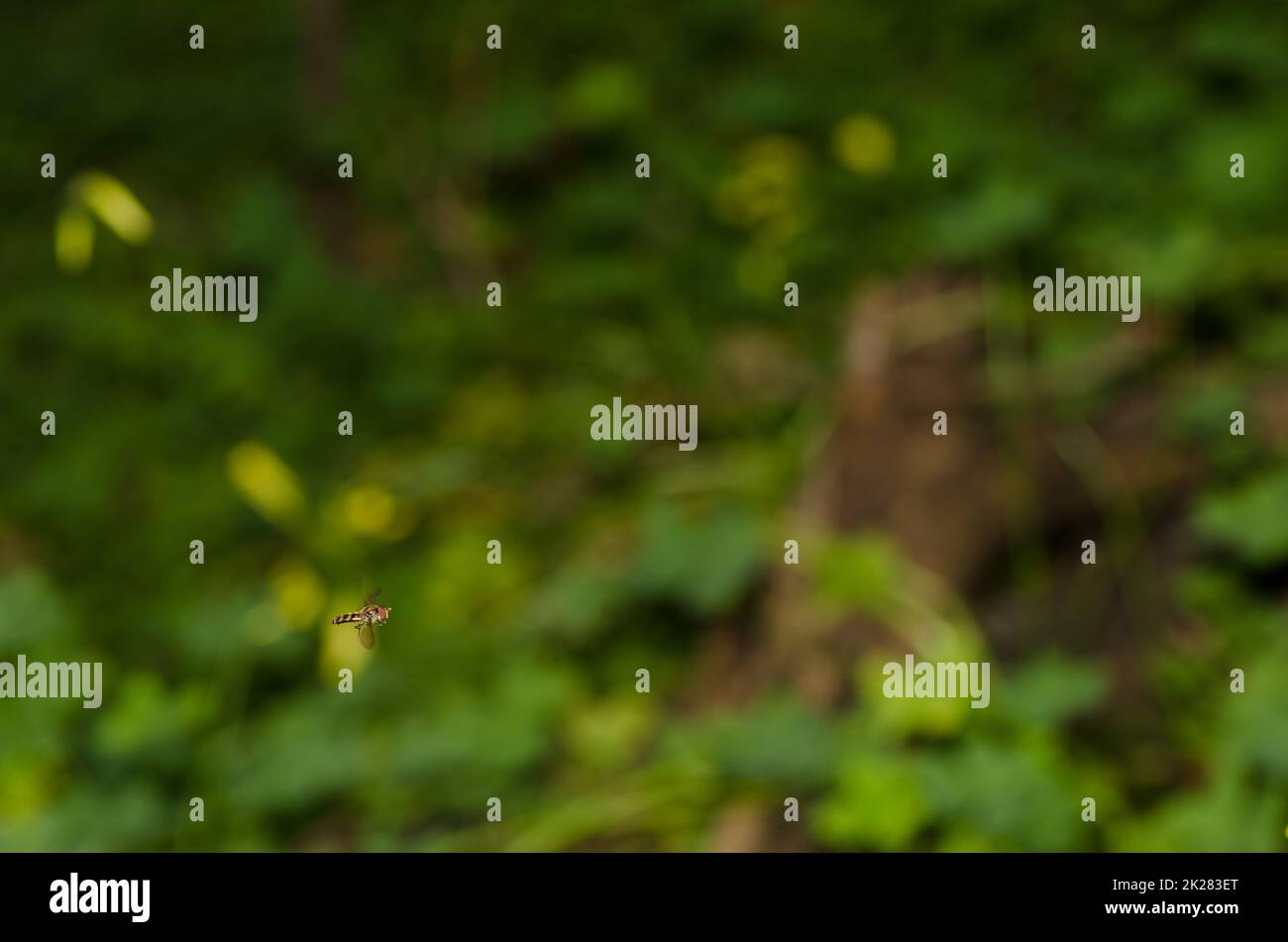 Hovering insects hi-res stock photography and images - Alamy