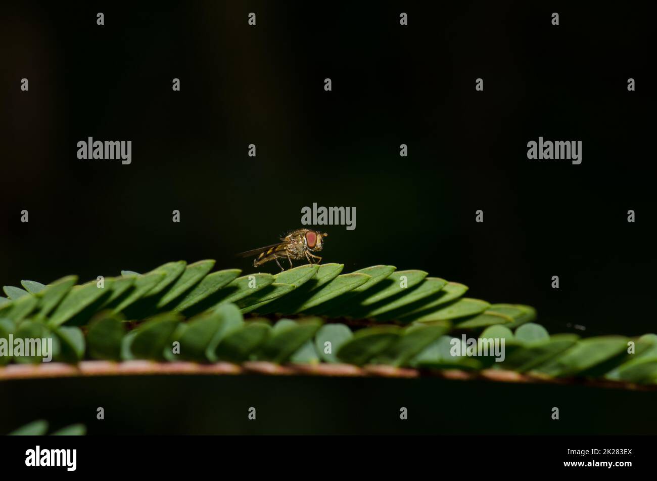 Hoverfly Meliscaeva auricollis on a branch Stock Photo - Alamy