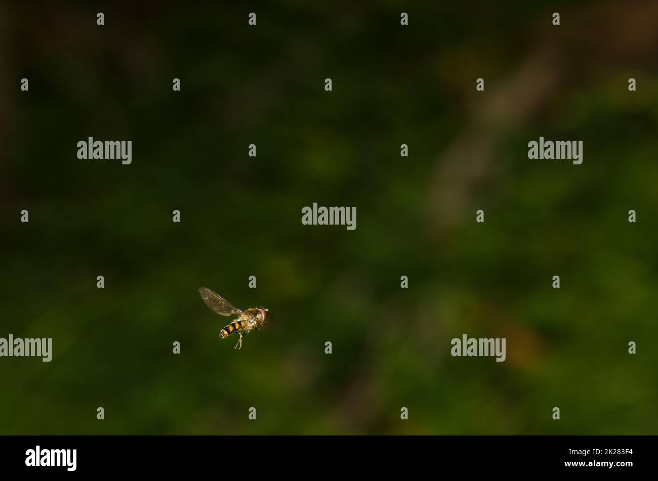 Hovering insects hi-res stock photography and images - Alamy