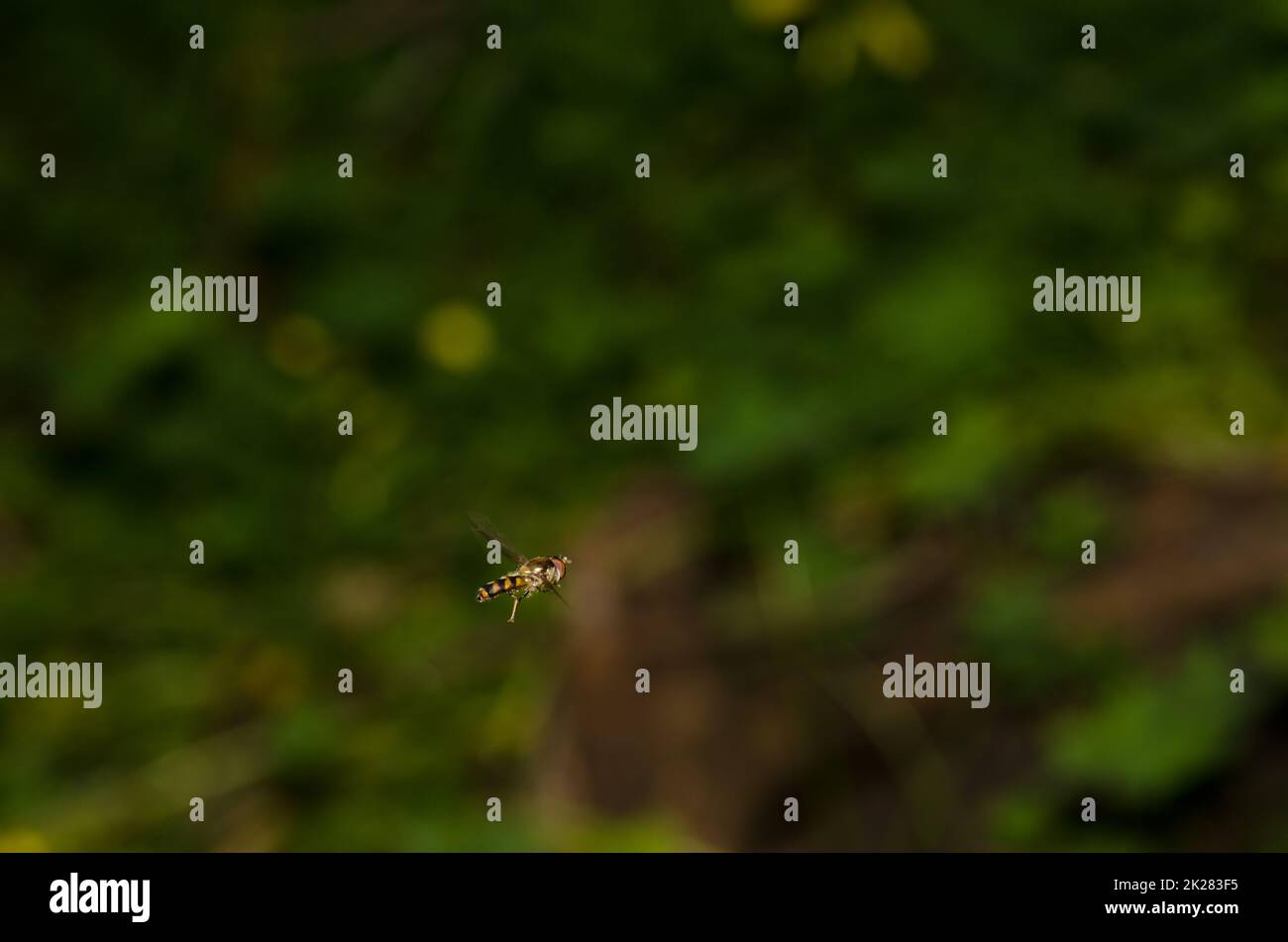 Hovering insects hi-res stock photography and images - Alamy