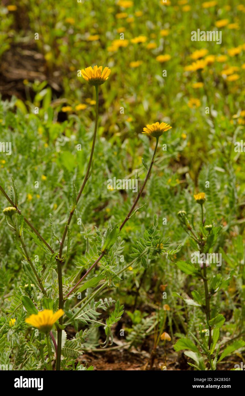 Garland chrysanthemum Glebionis coronaria in bloom Stock Photo - Alamy