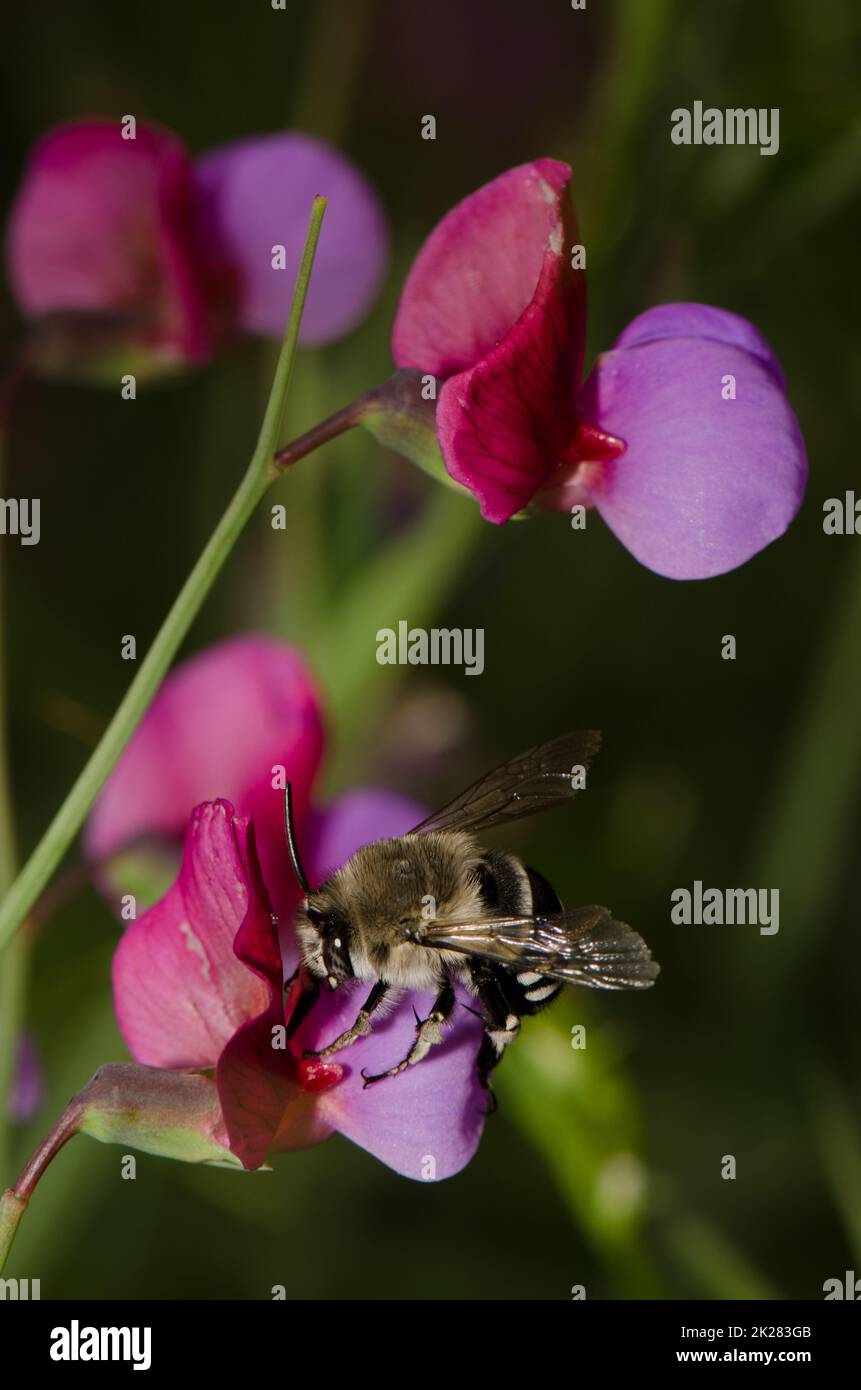 Canary Islands blue-banded bee feeding on a flower of Tangier pea Stock ...