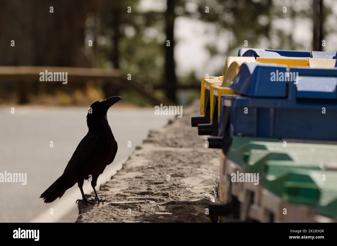 Canary Islands raven next to some garbage containers Stock Photo - Alamy