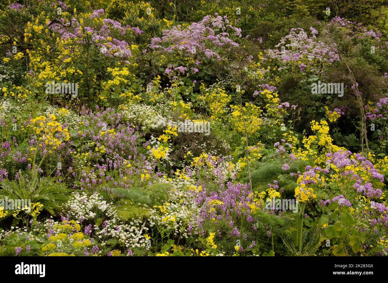 Biodiversity plant plants hi-res stock photography and images - Alamy