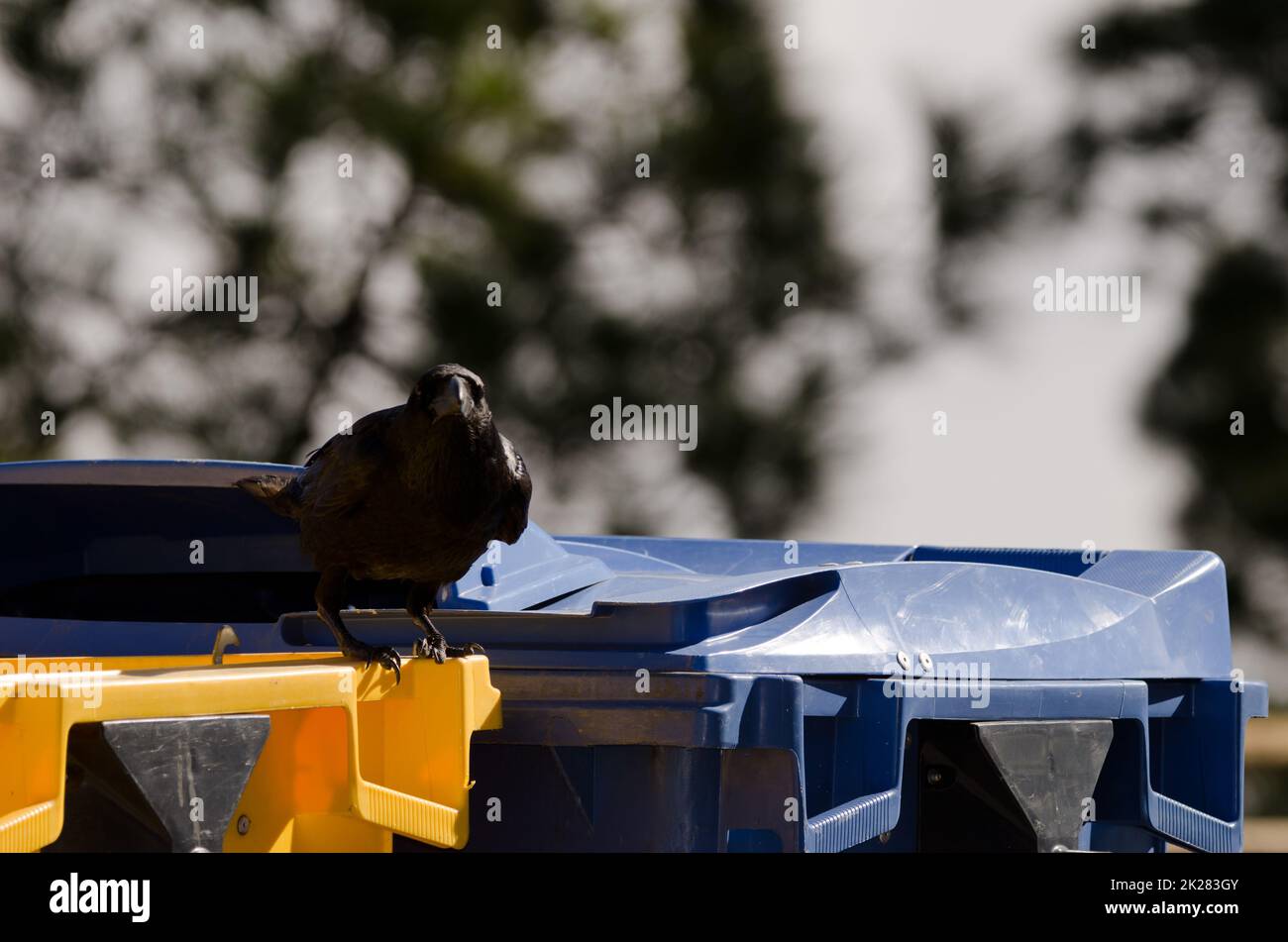 Canary Islands raven Corvus corax canariensis on a garbage container ...