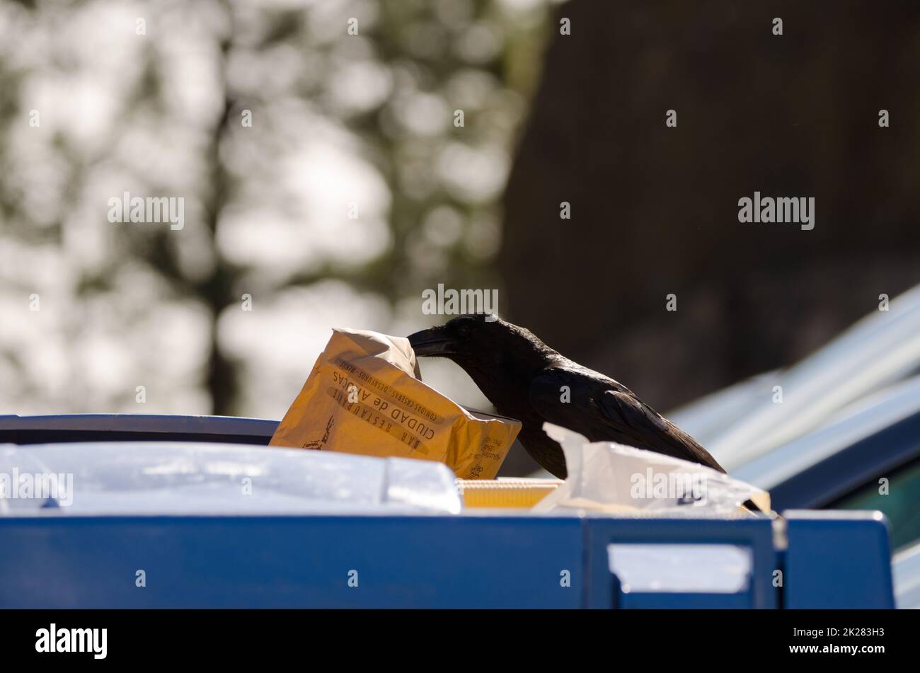 Canary Islands raven looking for food in a garbage container Stock ...