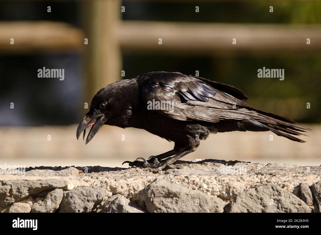Canary Islands raven Corvus corax canariensis Stock Photo - Alamy