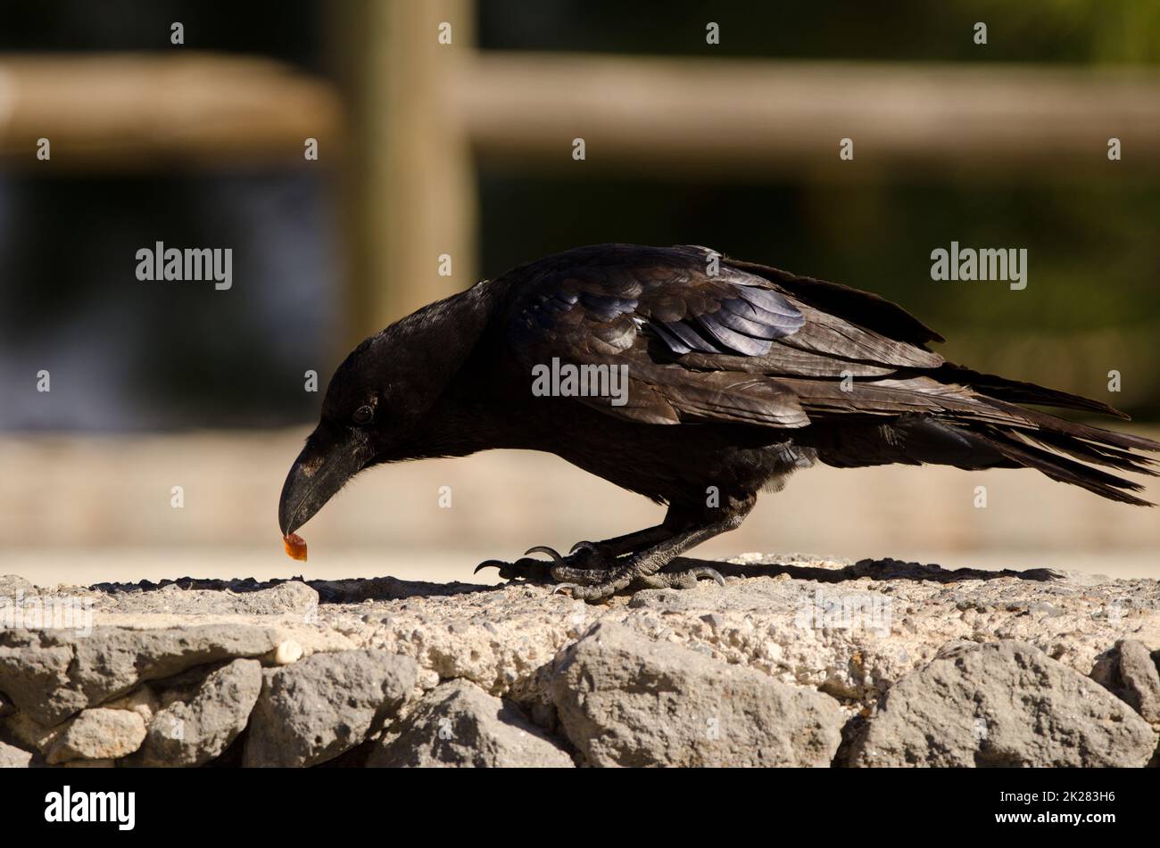 Canary Islands raven Corvus corax canariensis Stock Photo - Alamy