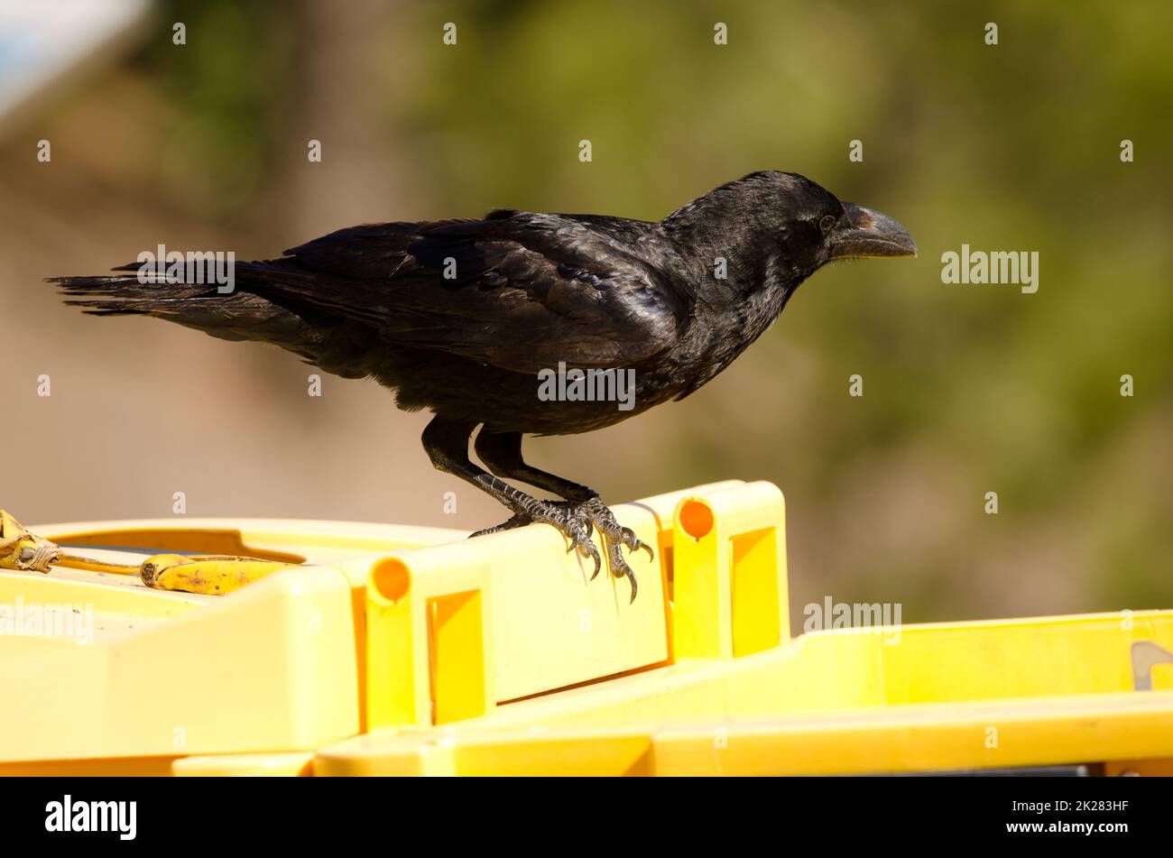 Canary Islands raven on a garbage container Stock Photo - Alamy