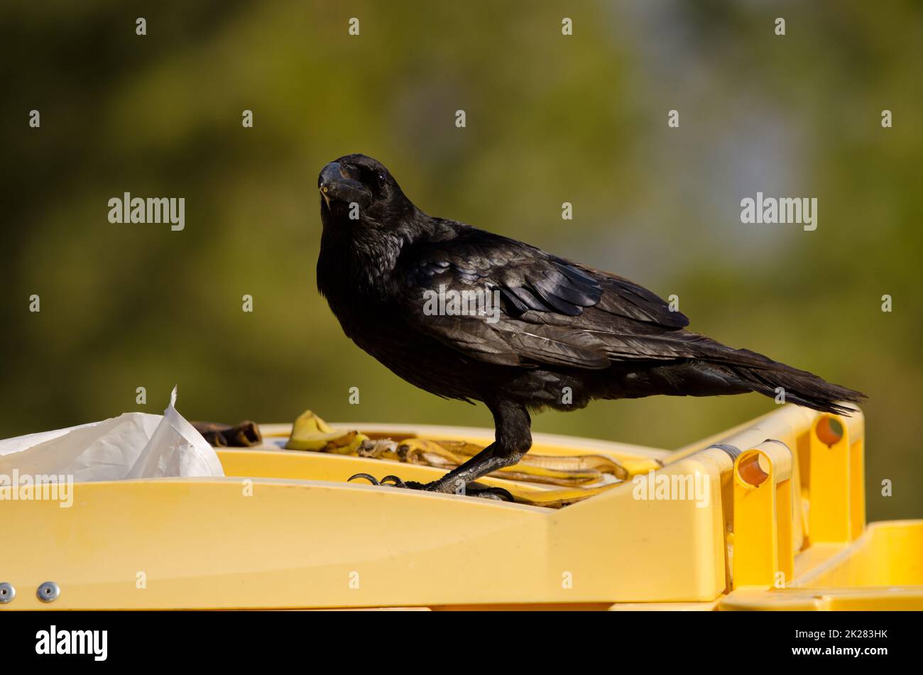 Canary Islands raven on a garbage container Stock Photo - Alamy