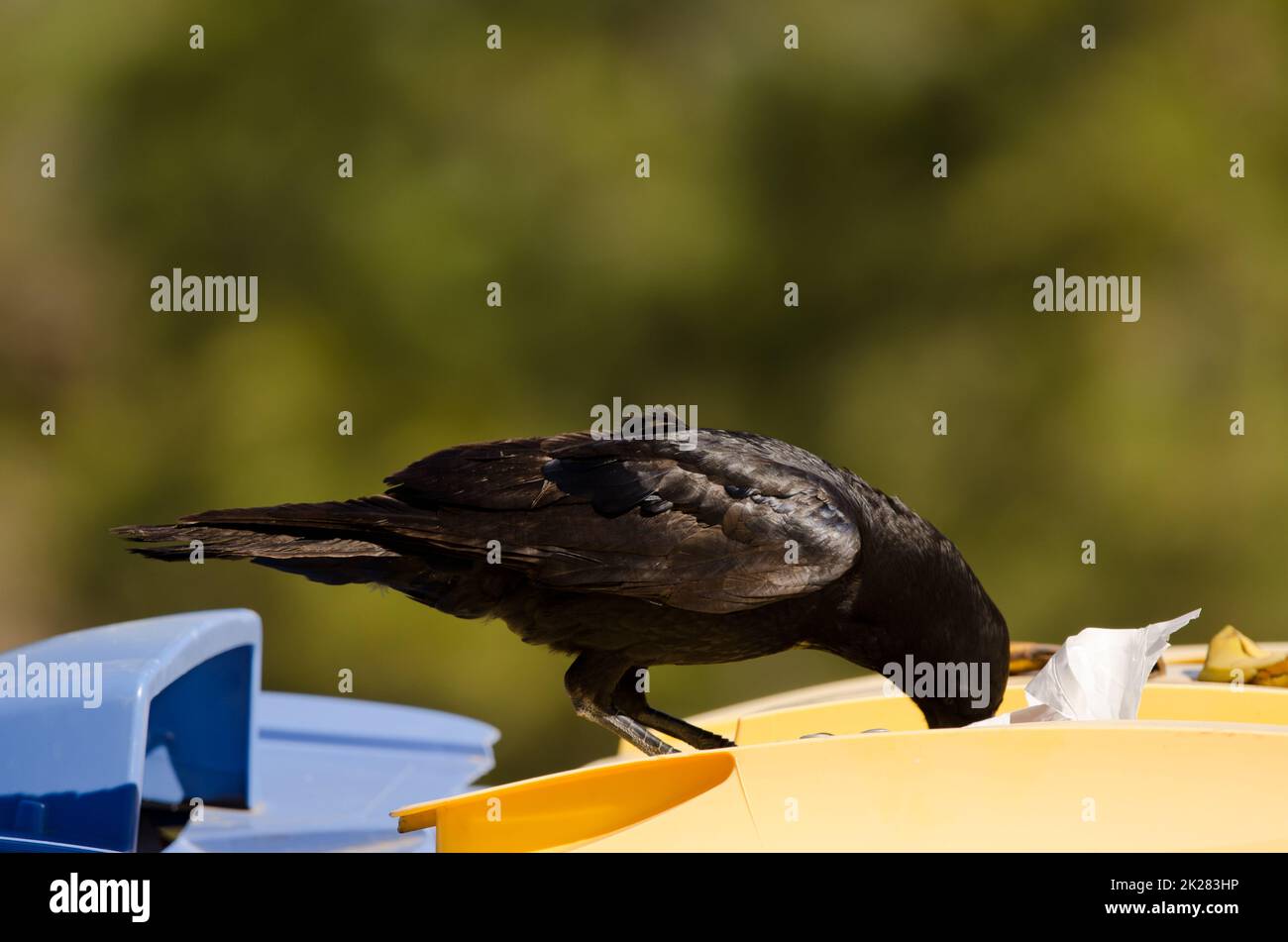 Canary Islands raven looking for food in a garbage container Stock ...