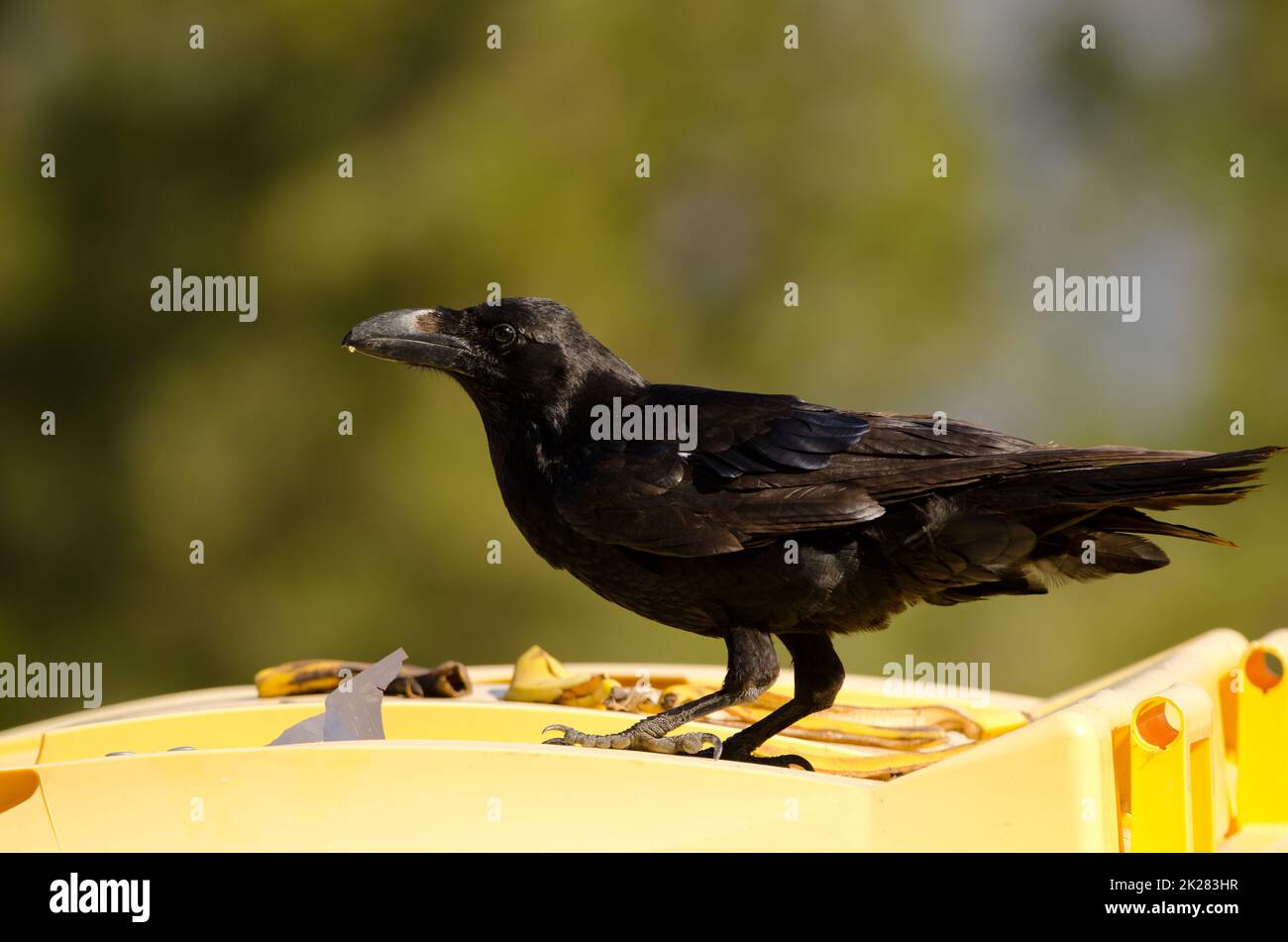Canary Islands raven on a garbage container Stock Photo - Alamy