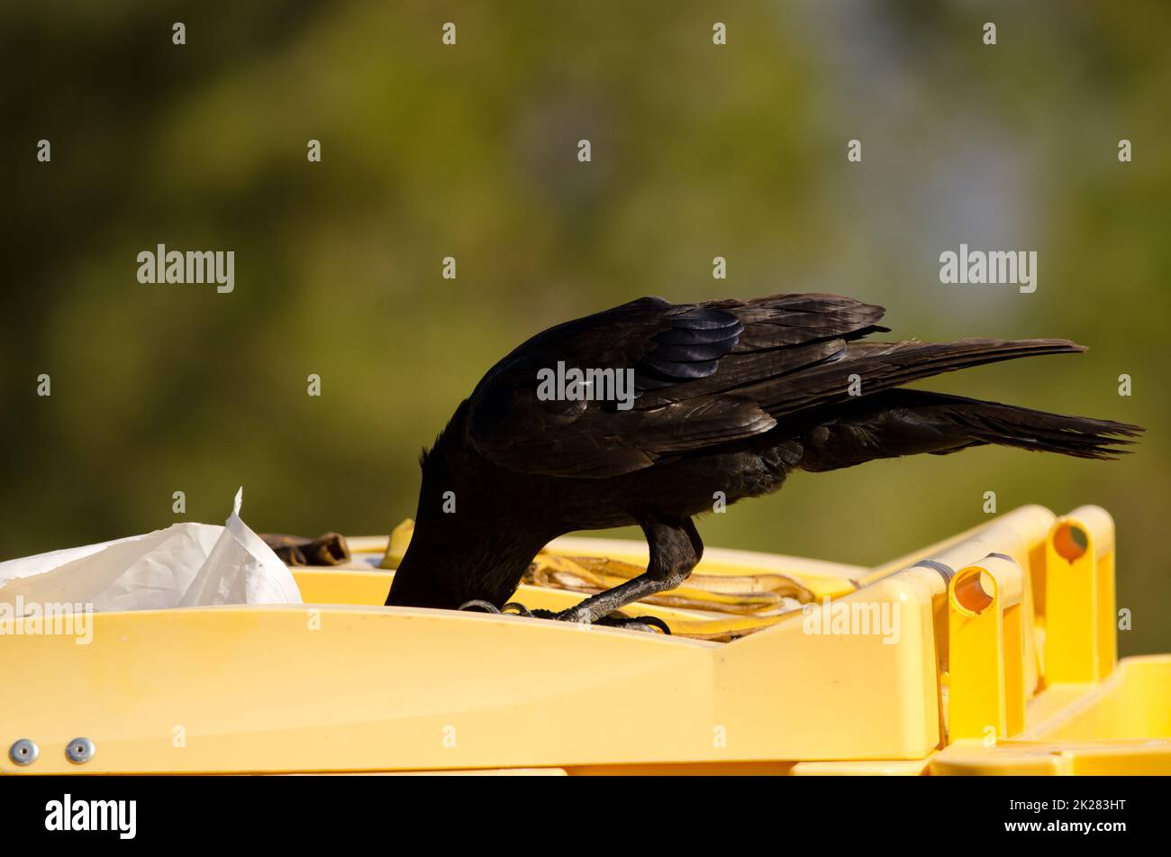 Canary Islands raven looking for food in a garbage container Stock ...