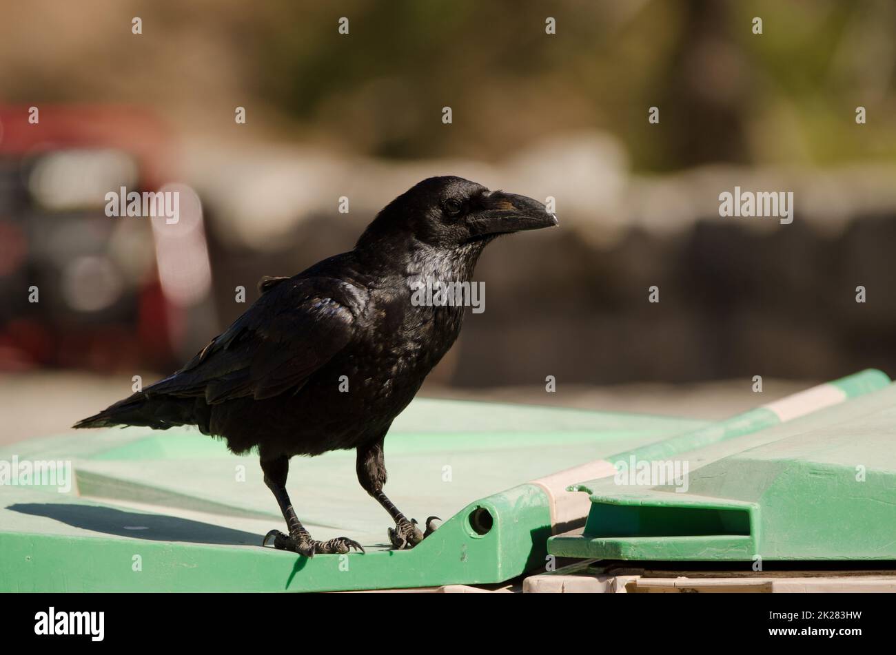 Canary Islands raven on a garbage container Stock Photo - Alamy