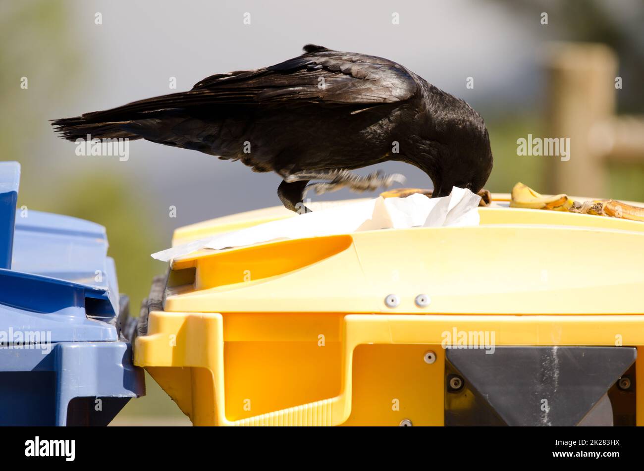 Canary Islands raven looking for food in a garbage container Stock ...