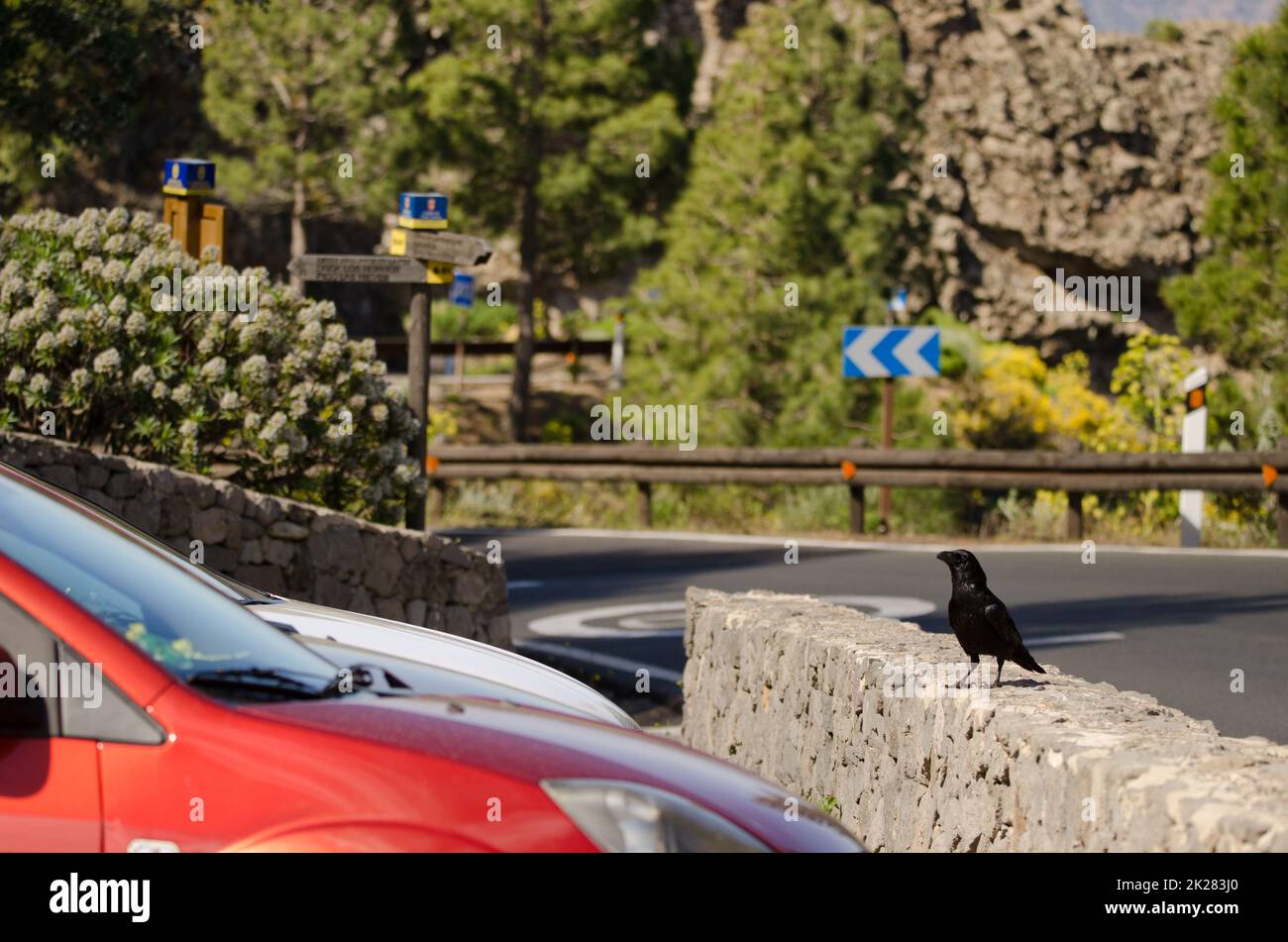 Canary Islands raven on the wall of a parking lot Stock Photo - Alamy