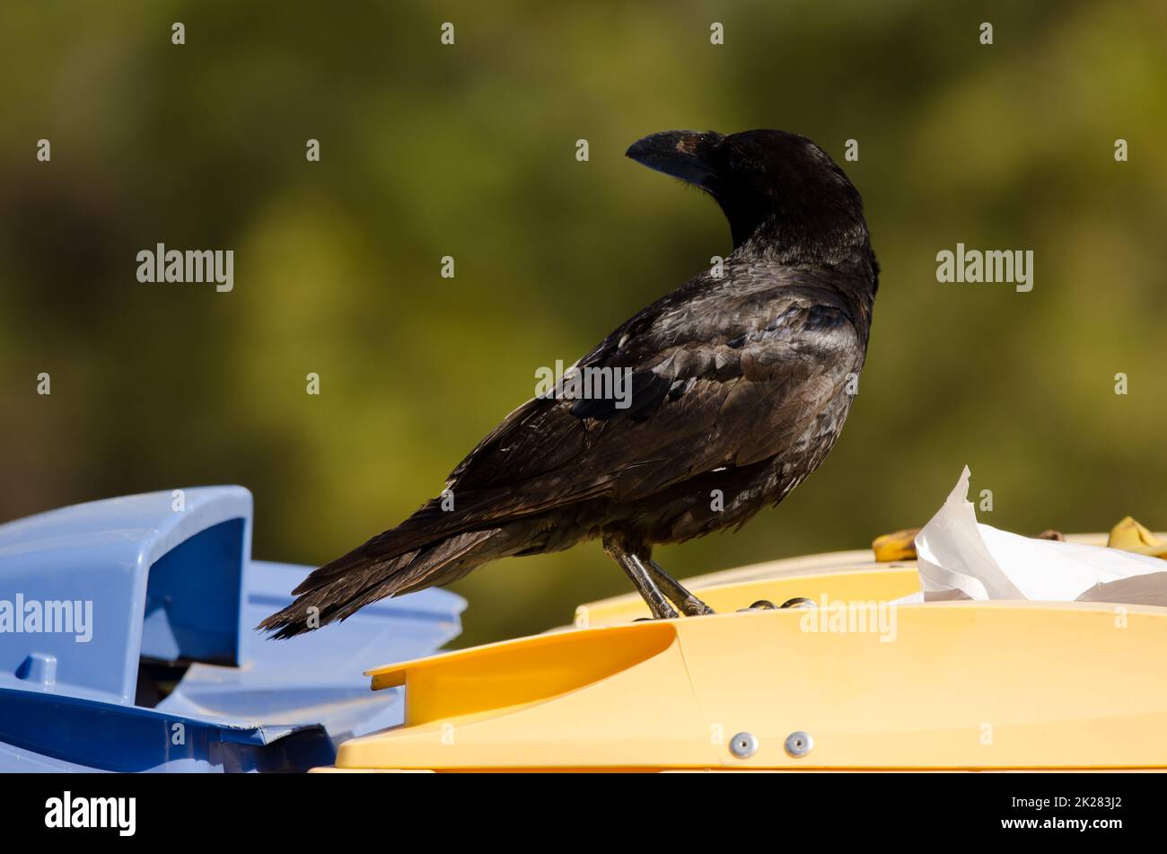 Canary Islands raven on a garbage container Stock Photo - Alamy