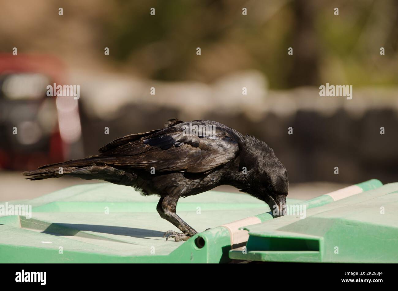 Canary Islands raven looking for food in a garbage container Stock ...