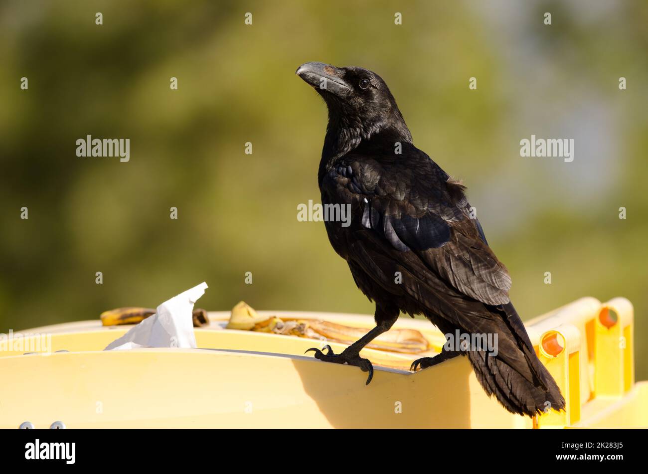 Canary Islands raven on a garbage container Stock Photo - Alamy