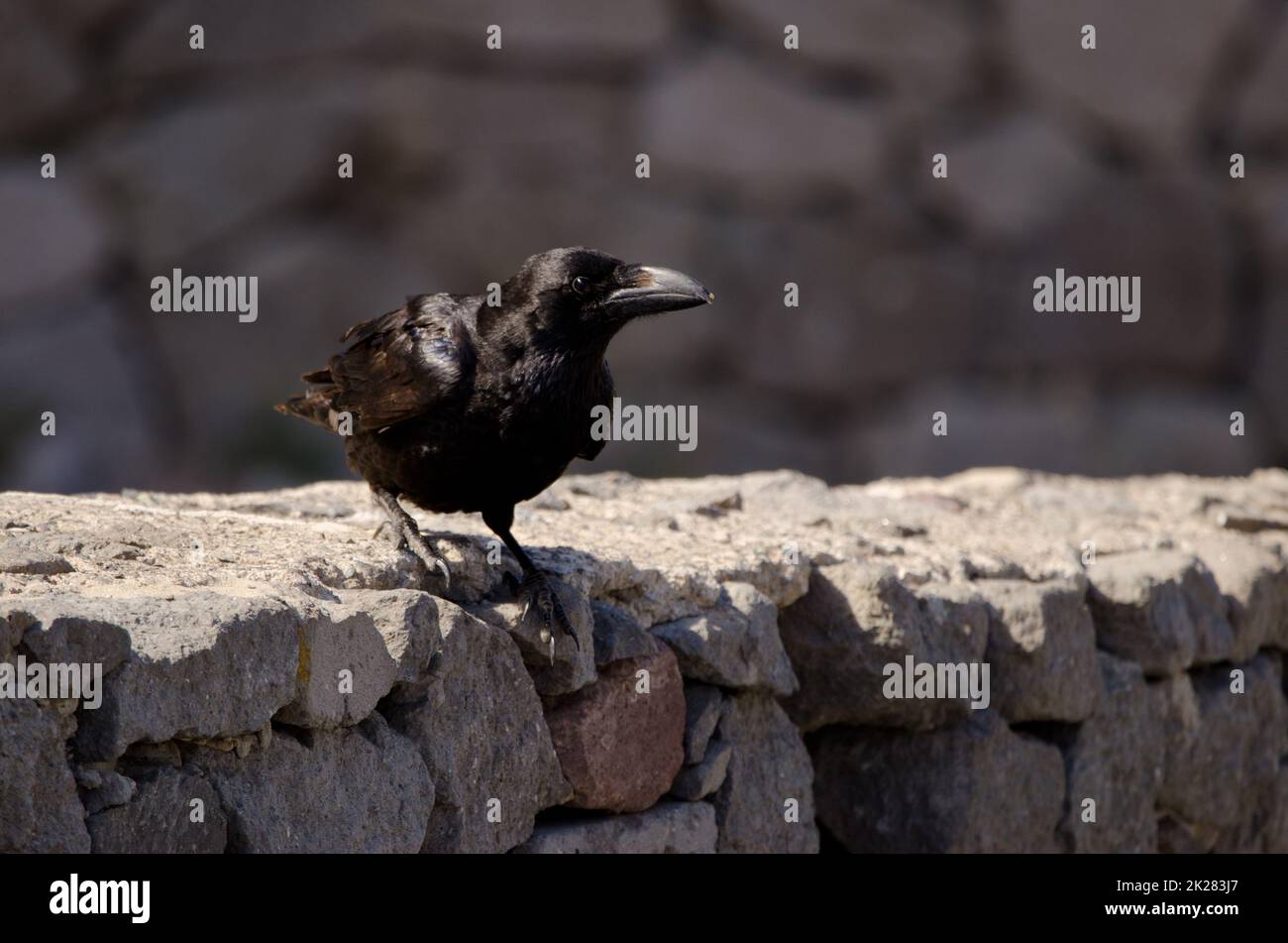 Canary Islands raven on a stone wall Stock Photo - Alamy