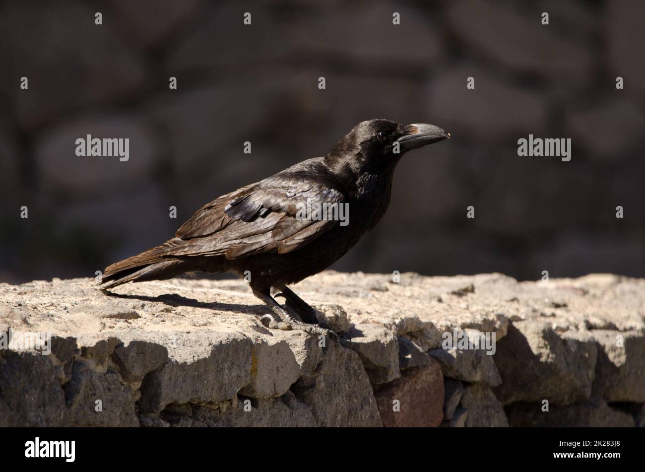 Canary Islands raven on a stone wall Stock Photo - Alamy