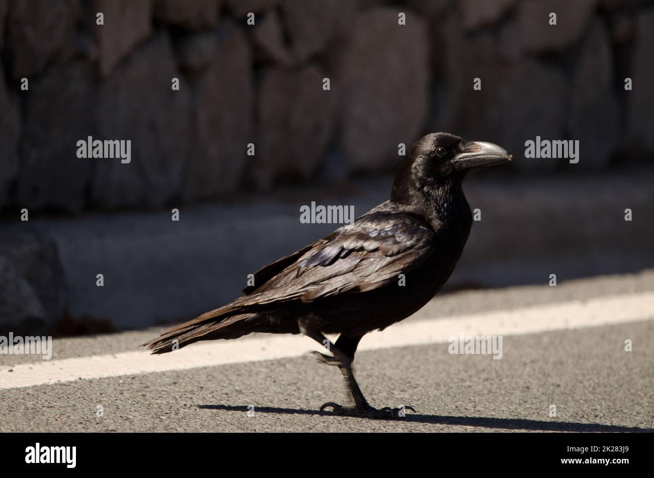 Canary Islands raven walking along the edge of a road Stock Photo - Alamy