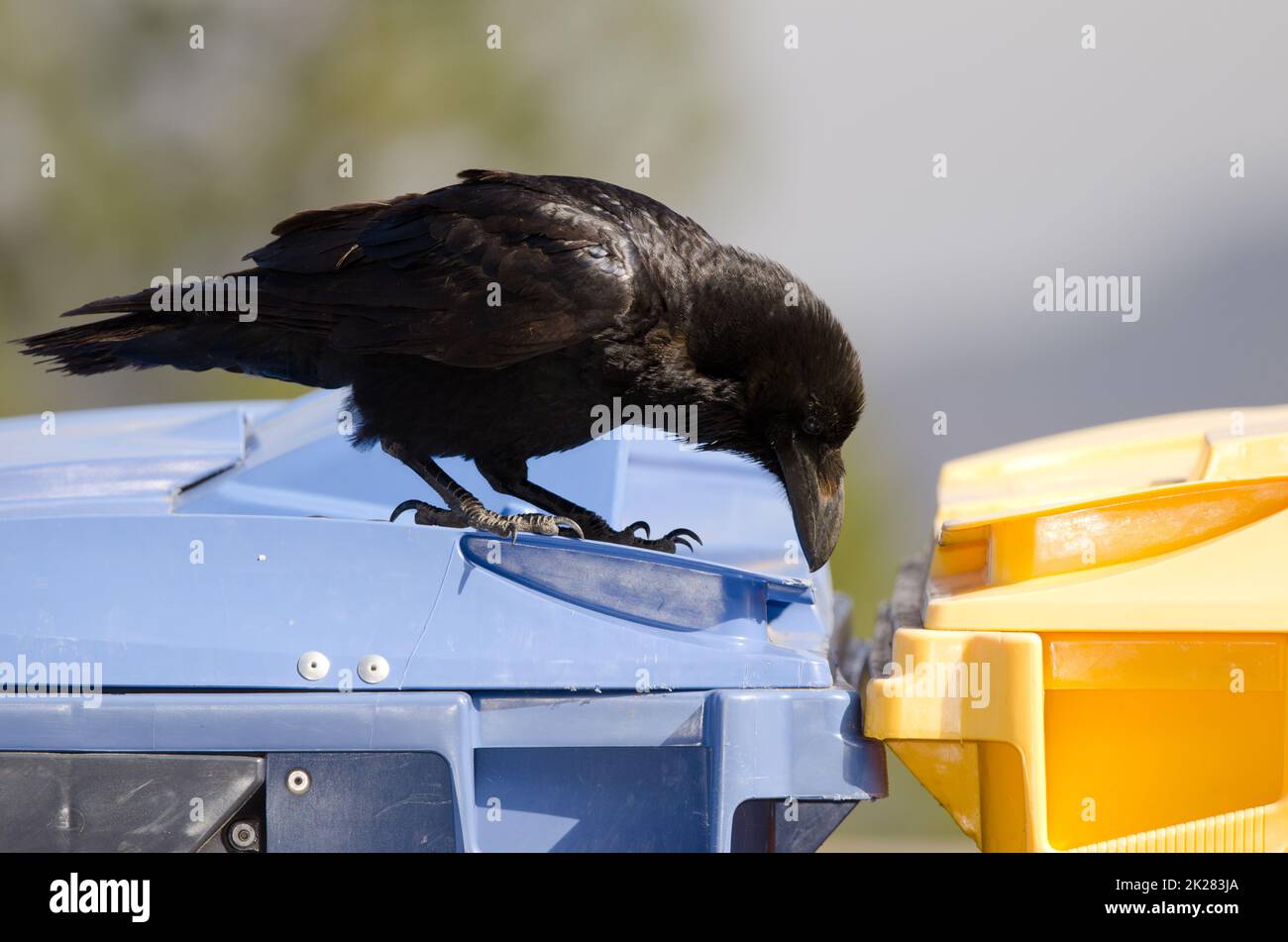 Canary Islands raven searching for food in a garbage container Stock ...