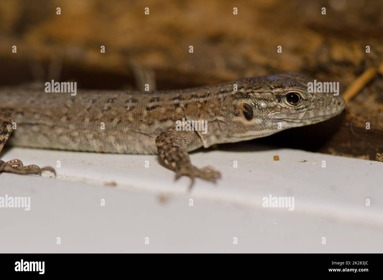 Juvenile Gran Canaria giant lizard Stock Photo - Alamy