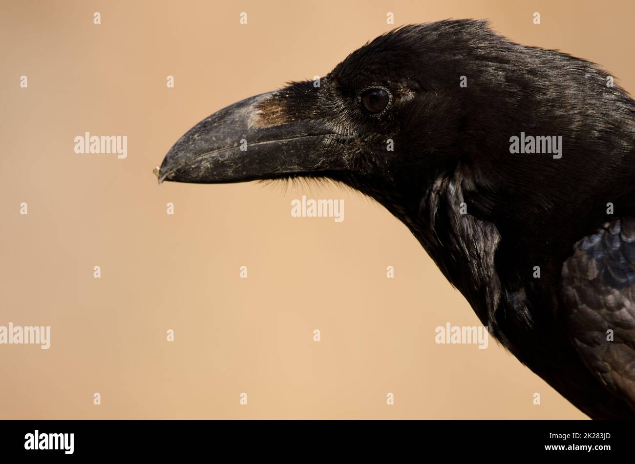 Head of a Canary Islands raven Stock Photo - Alamy