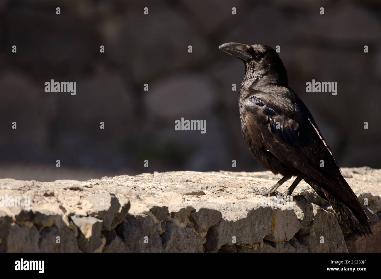 Stone ravens hi-res stock photography and images - Alamy