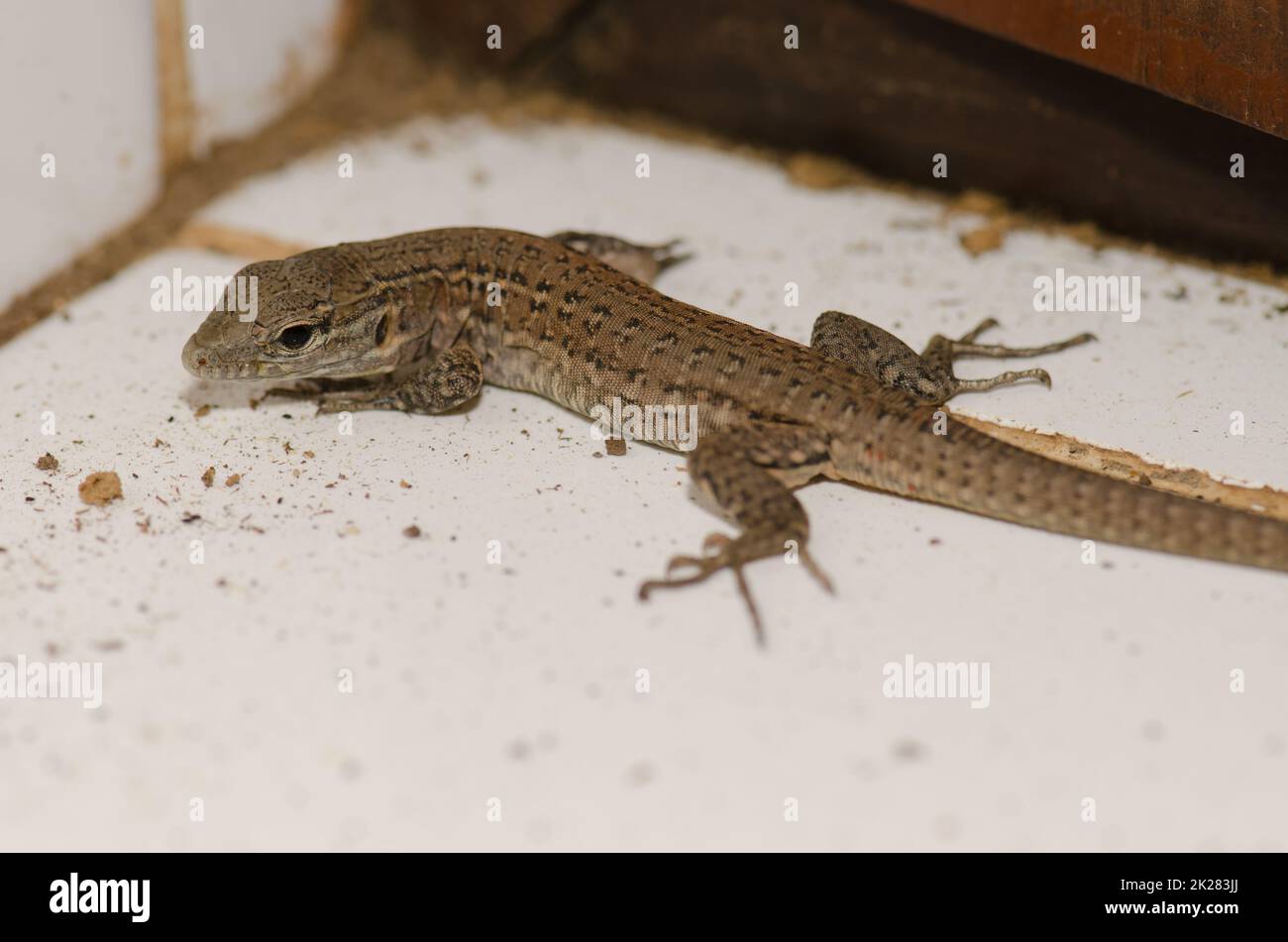 Juvenile Gran Canaria giant lizard Stock Photo - Alamy