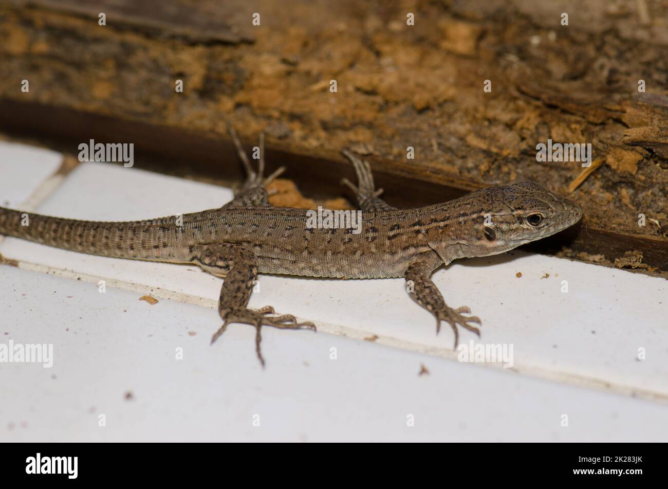Juvenile Gran Canaria giant lizard Stock Photo - Alamy