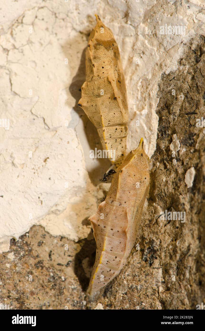 White butterfly parasite and pupae of small white Stock Photo - Alamy